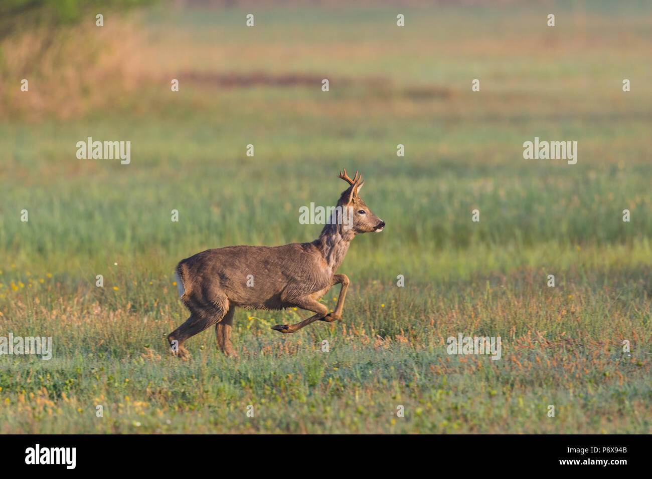 running young natural roebuck (capreolus) jumping in green meadow Stock ...