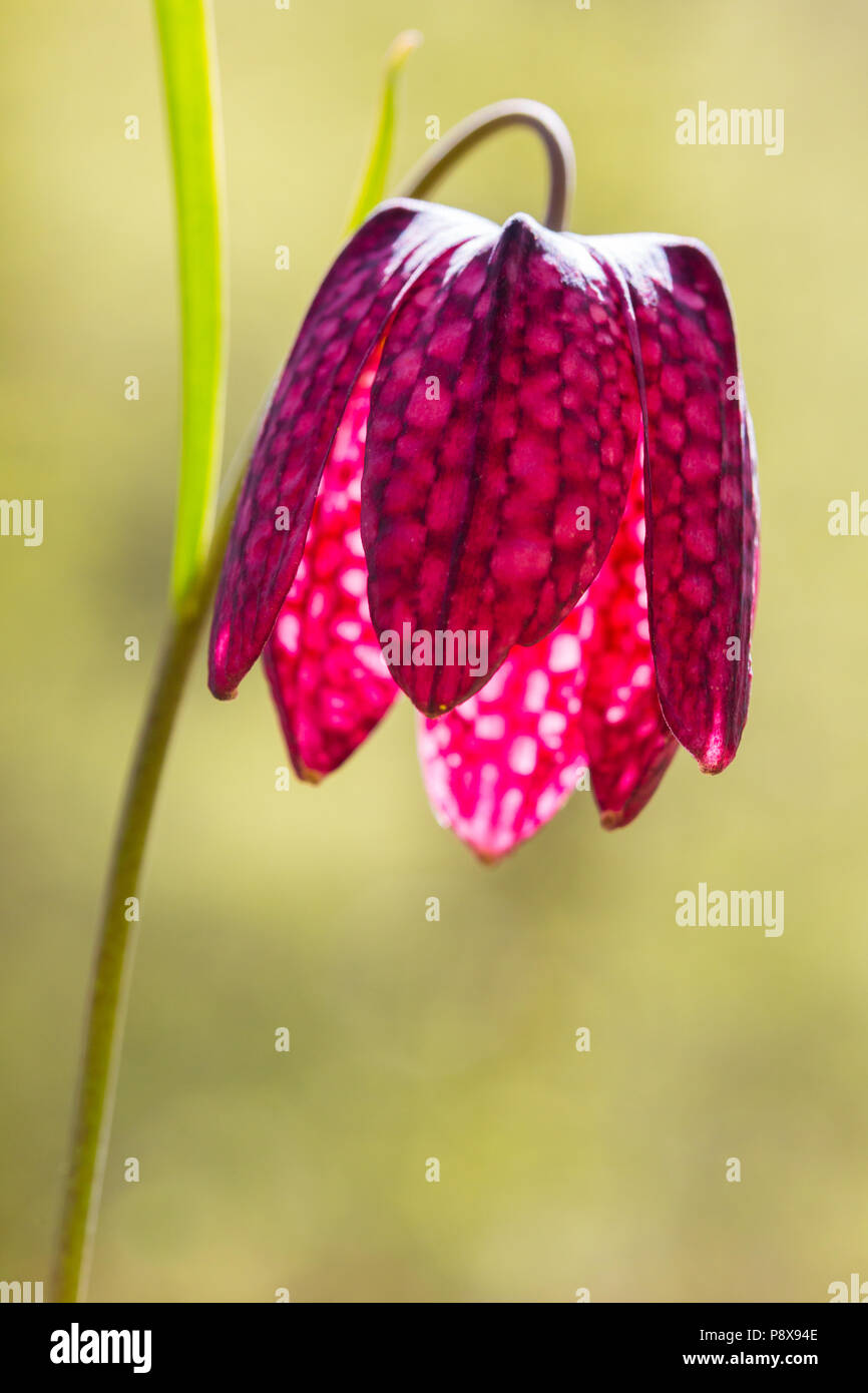 detailed chess flower blossom head (fritillaria meleagris) with stalk ...