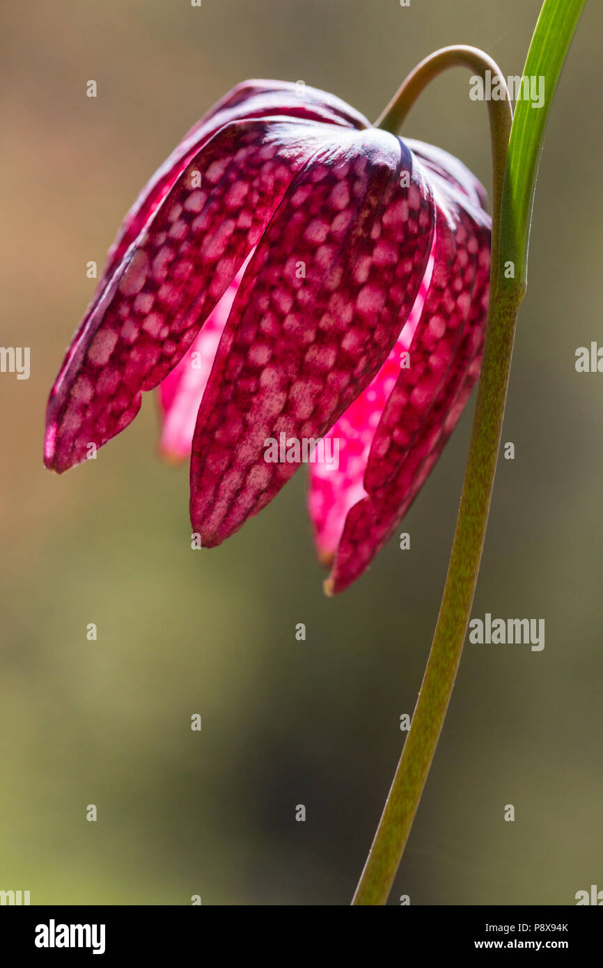natural chess flower blossom head (fritillaria meleagris) with stalk in ...