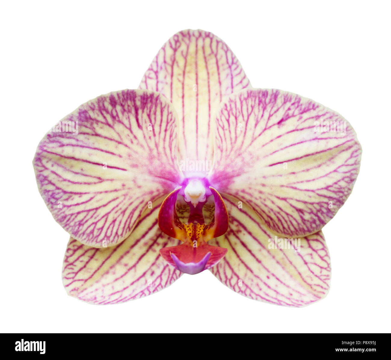 Beautiful single violet white hi-res stock photography and images - Alamy