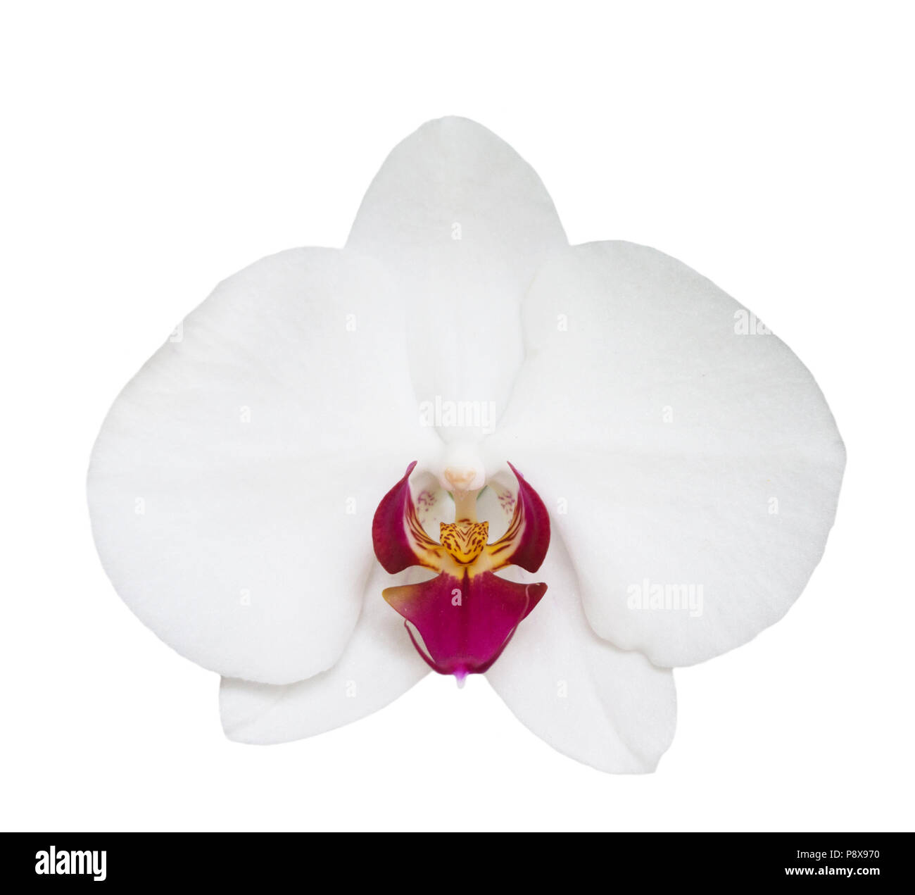 White phalaenopsis orchid isolated Cut Out Stock Images & Pictures - Alamy