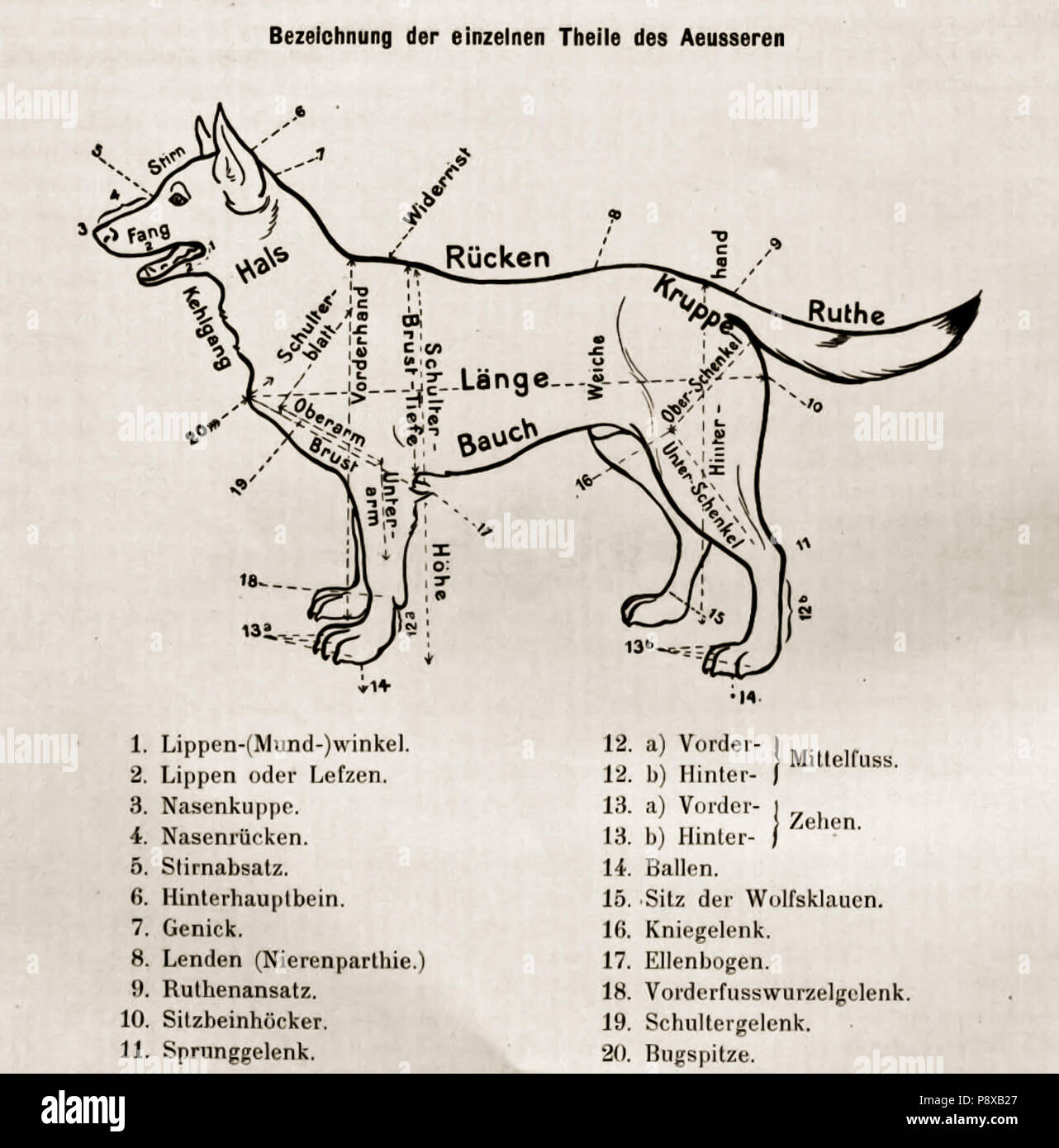 . 115 Diagram of German Shepherd Dog Stock Photo - Alamy