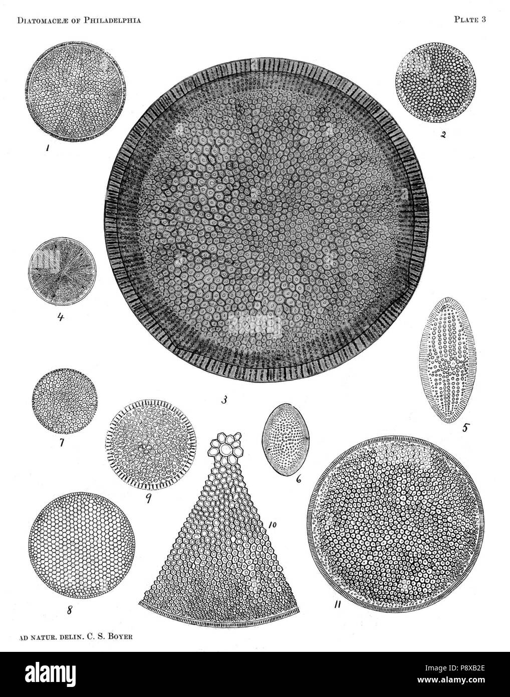 Diatom identification hi-res stock photography and images - Alamy