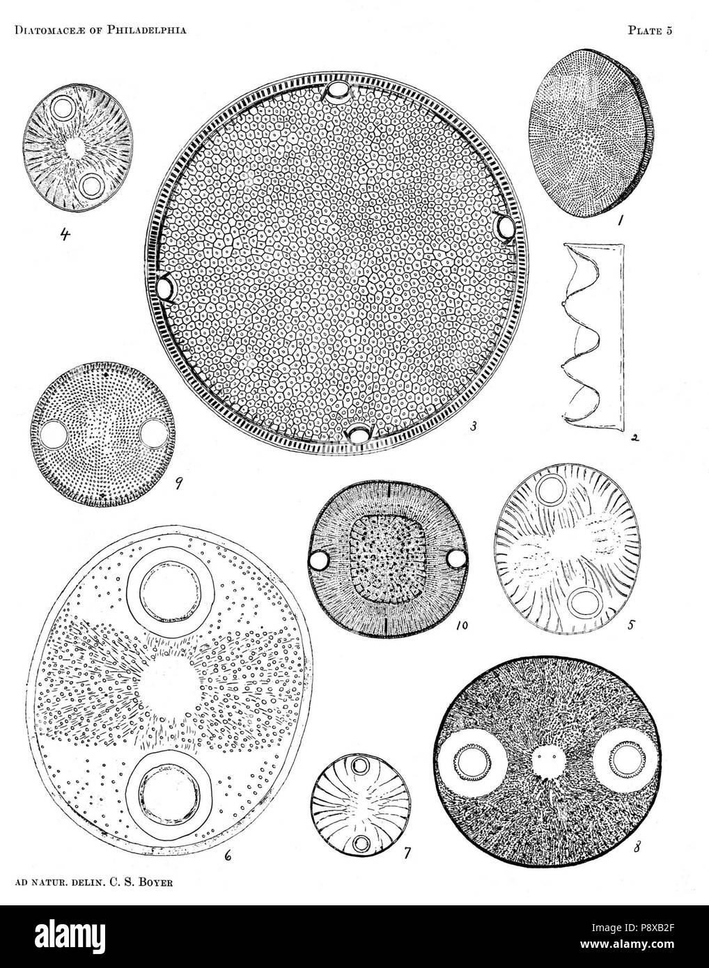 Diatom hi-res stock photography and images - Alamy