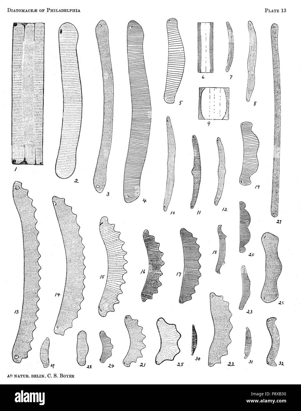 Diatom identification hi-res stock photography and images - Alamy