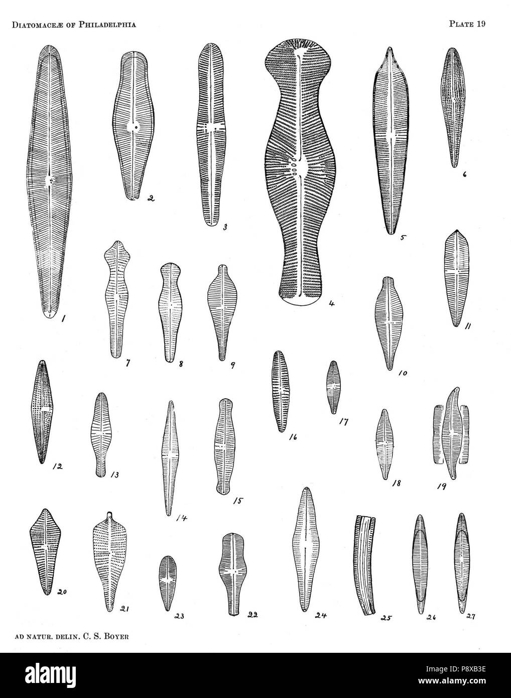 Diatom identification hi-res stock photography and images - Alamy