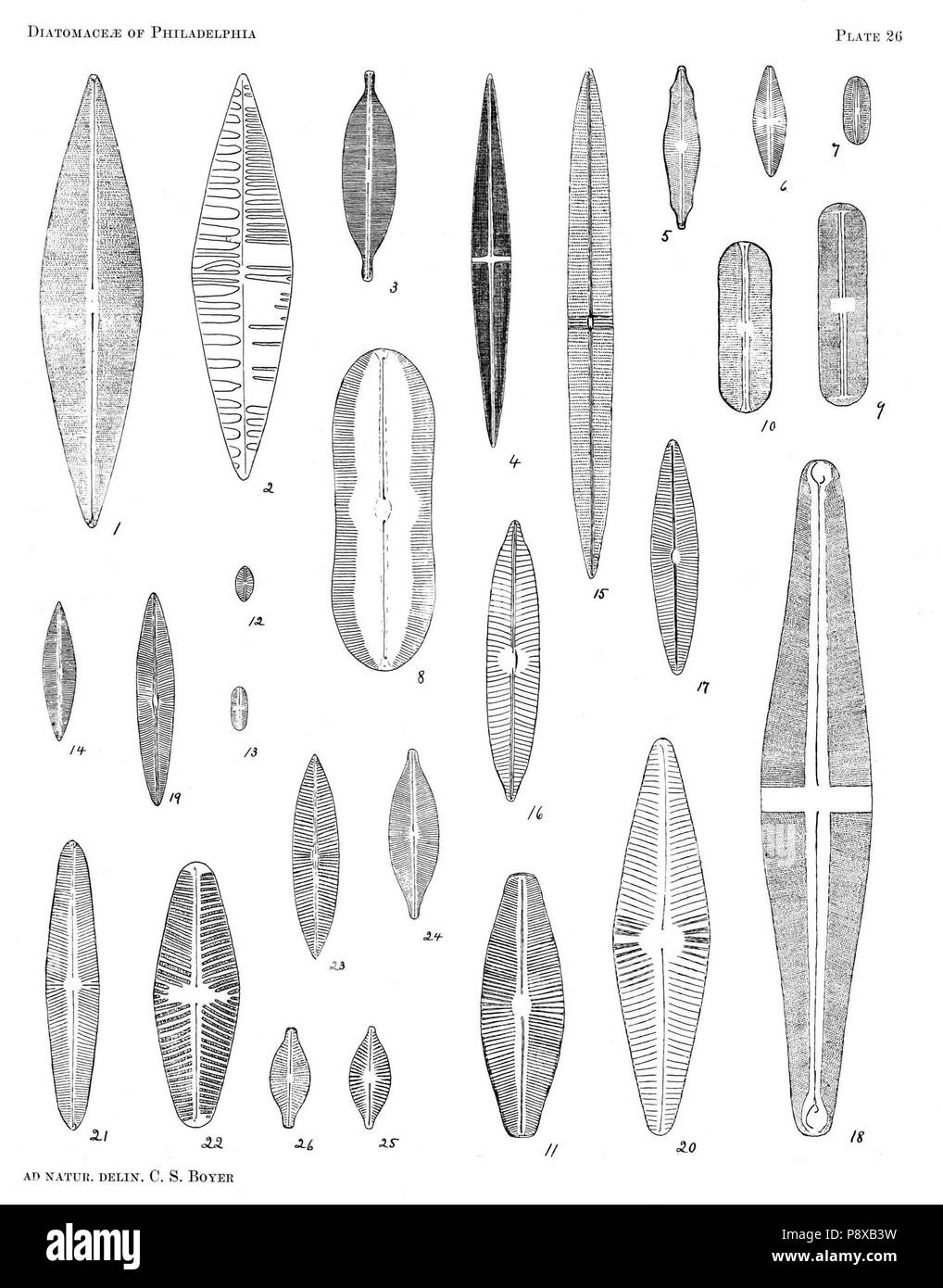 Diatom biodiversity hi-res stock photography and images - Alamy