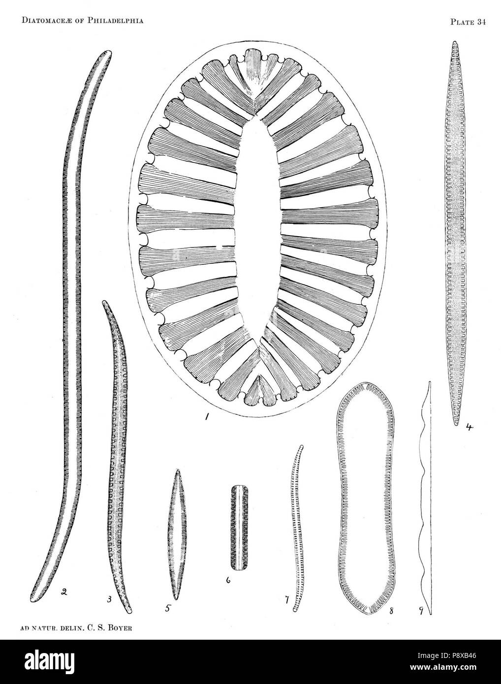 Diatom structure Black and White Stock Photos & Images - Alamy