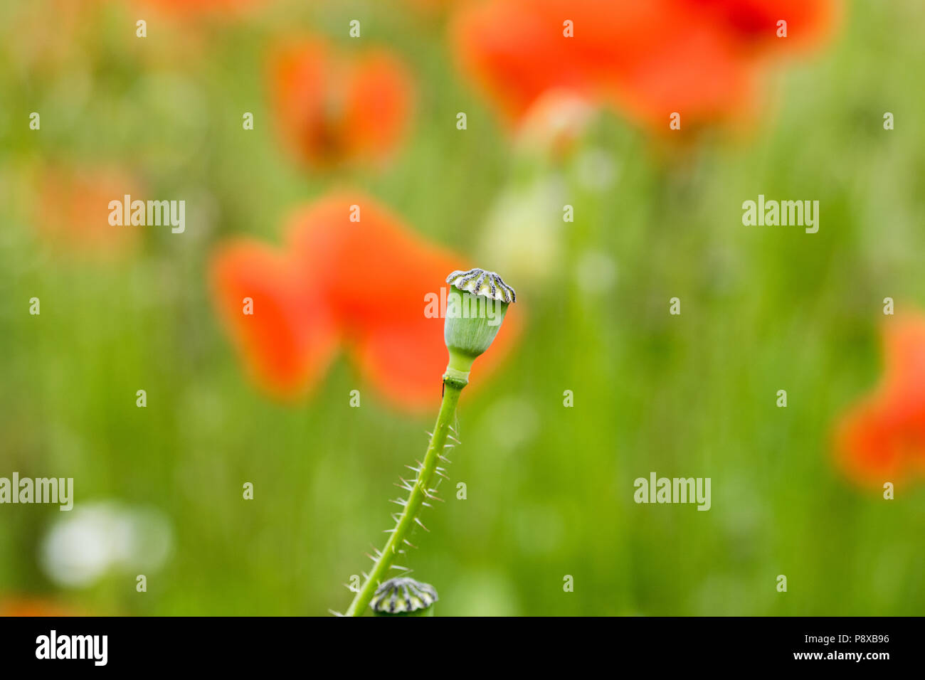 Garden without weeds hi-res stock photography and images - Alamy