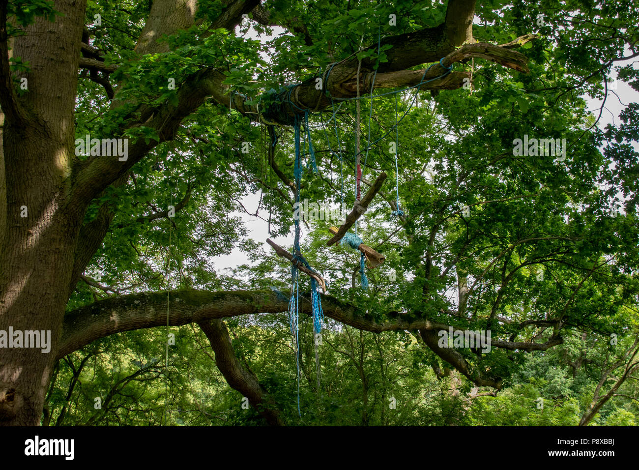 Rope swings wrapped around a tree trunk branch Stock Photo - Alamy