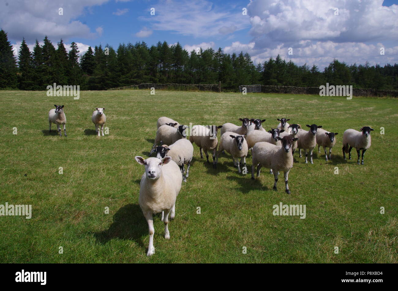 Sheeple hi-res stock photography and images - Alamy