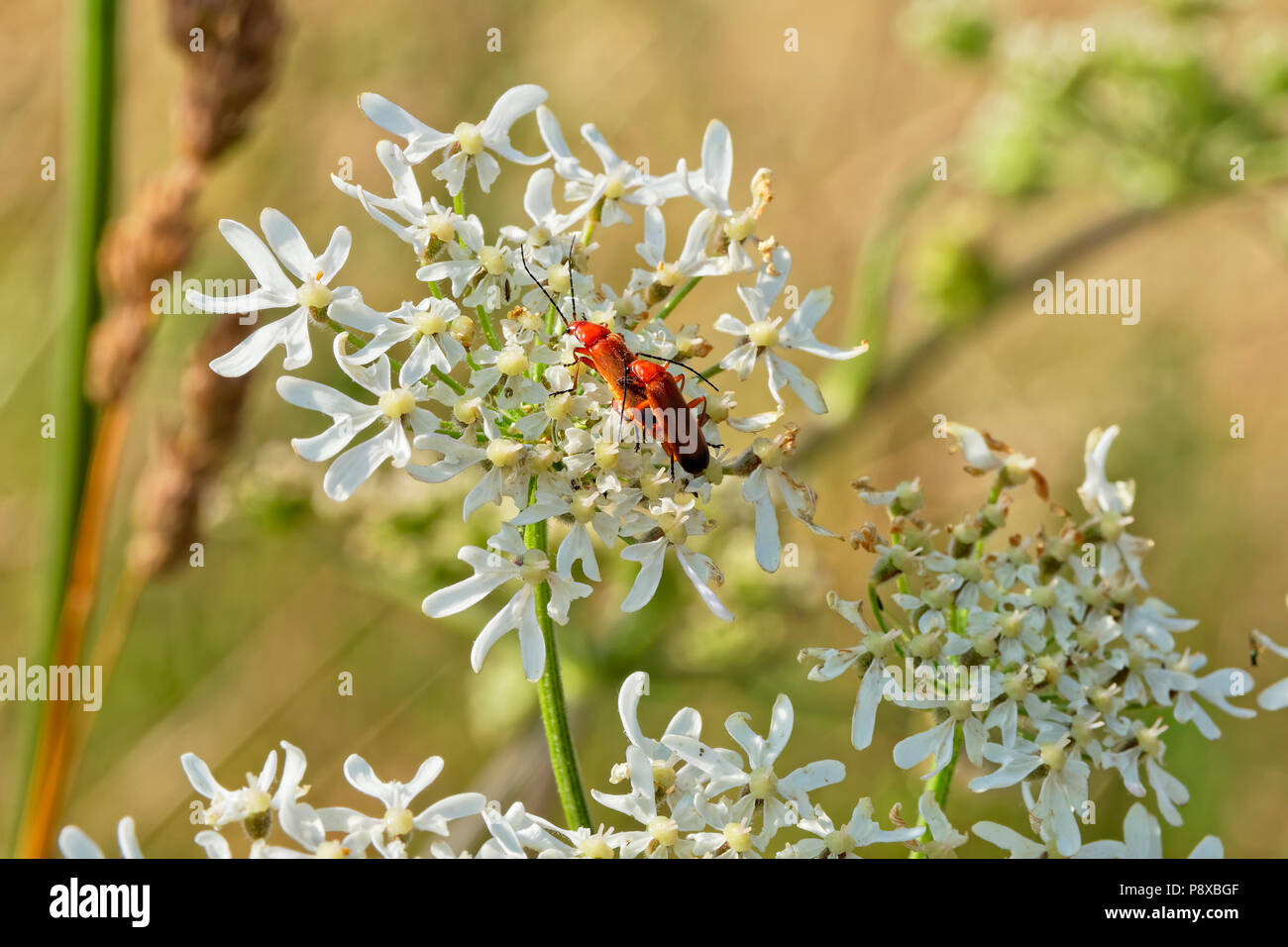 Red cardinal beetles hi-res stock photography and images - Alamy