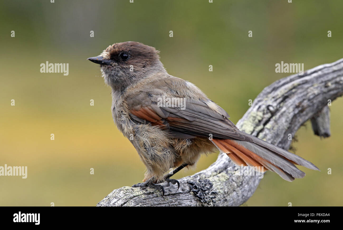 Siberian jay, Perisoreus infaustus Stock Photo - Alamy