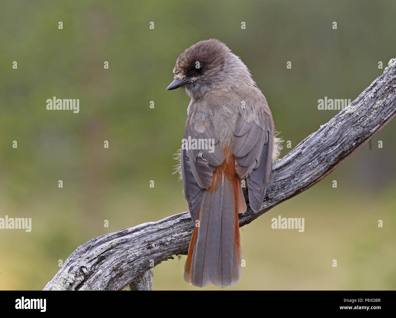 Siberian jay, Perisoreus infaustus Stock Photo - Alamy