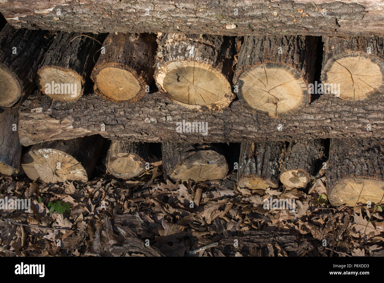 Stack of tree trunks piled up wood logs in forest Stock Photo - Alamy