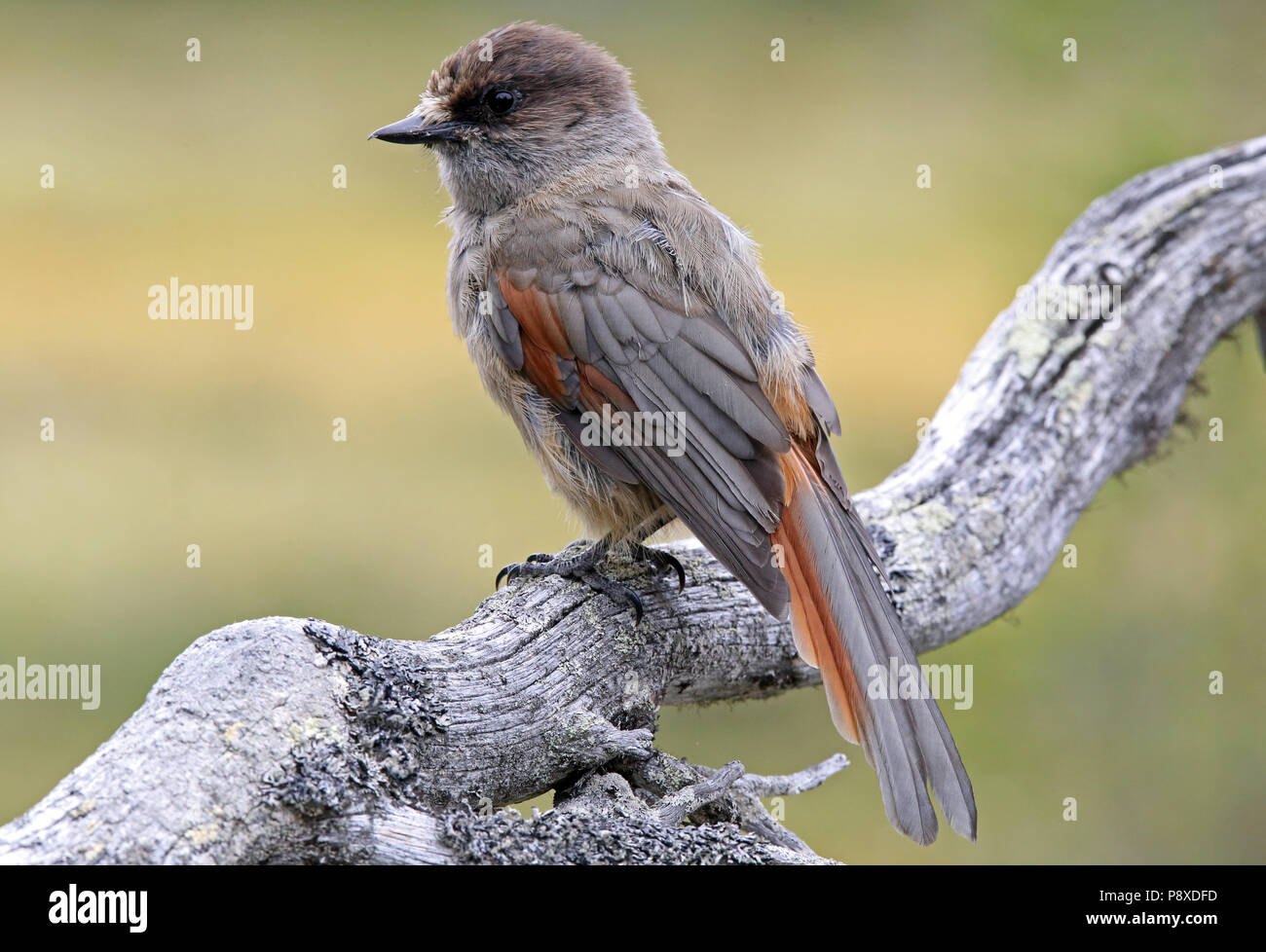 Siberian jay, Perisoreus infaustus Stock Photo - Alamy