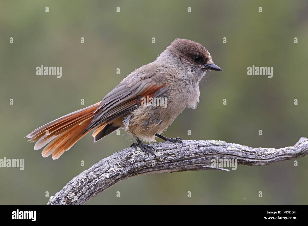 Siberian jay, Perisoreus infaustus Stock Photo - Alamy