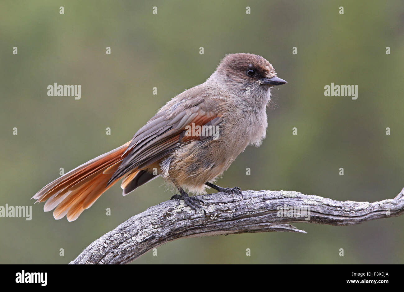 Siberian jay, Perisoreus infaustus Stock Photo - Alamy