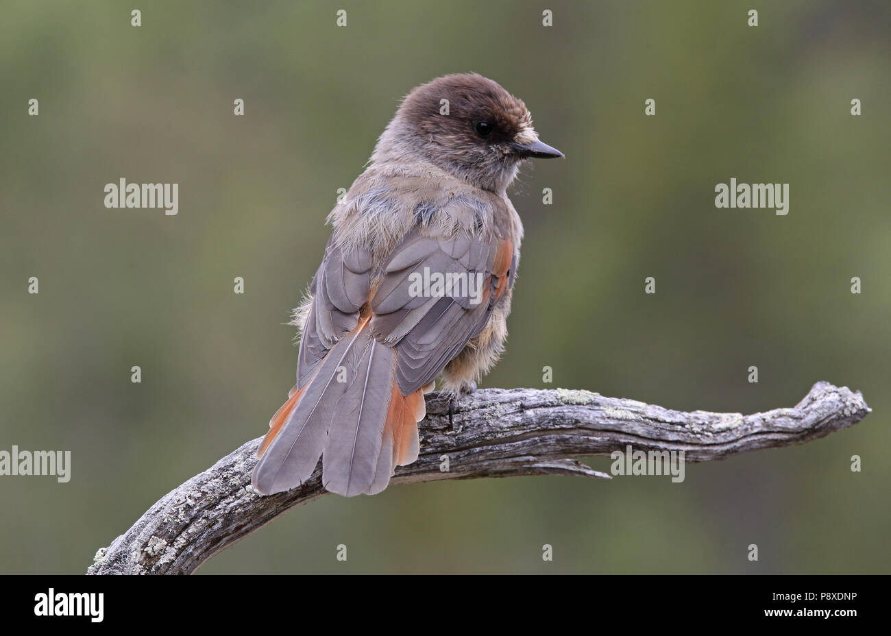 Siberian jay, Perisoreus infaustus Stock Photo - Alamy
