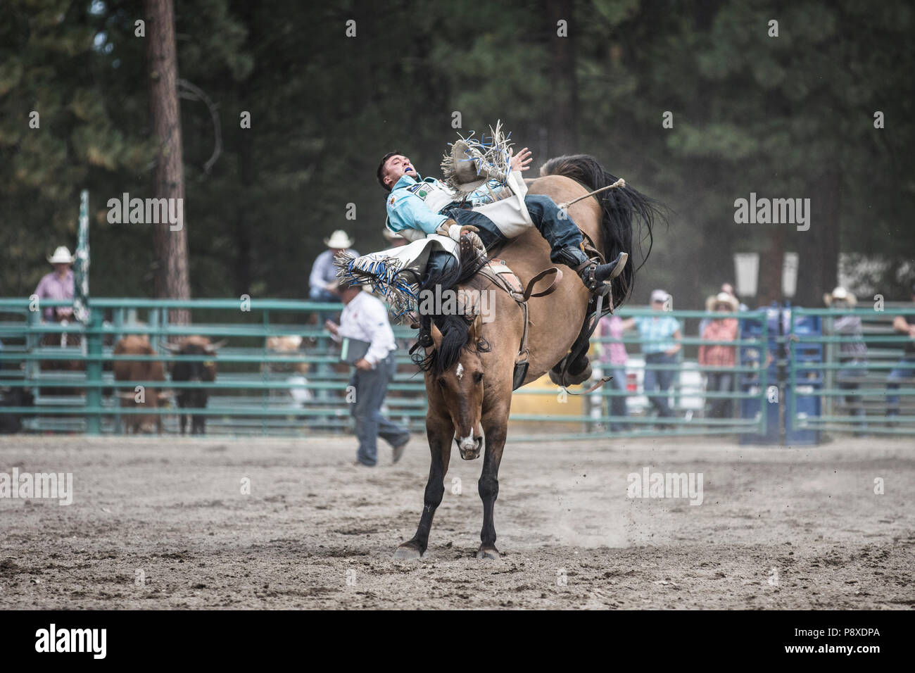 Bareback bronc riding hi-res stock photography and images - Alamy