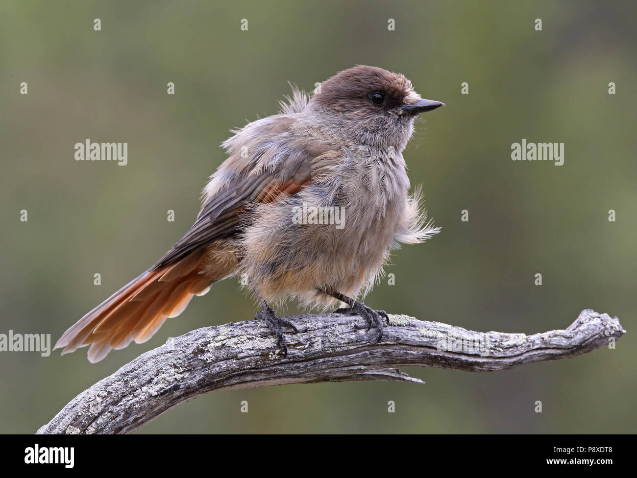 Siberian jay, Perisoreus infaustus Stock Photo - Alamy