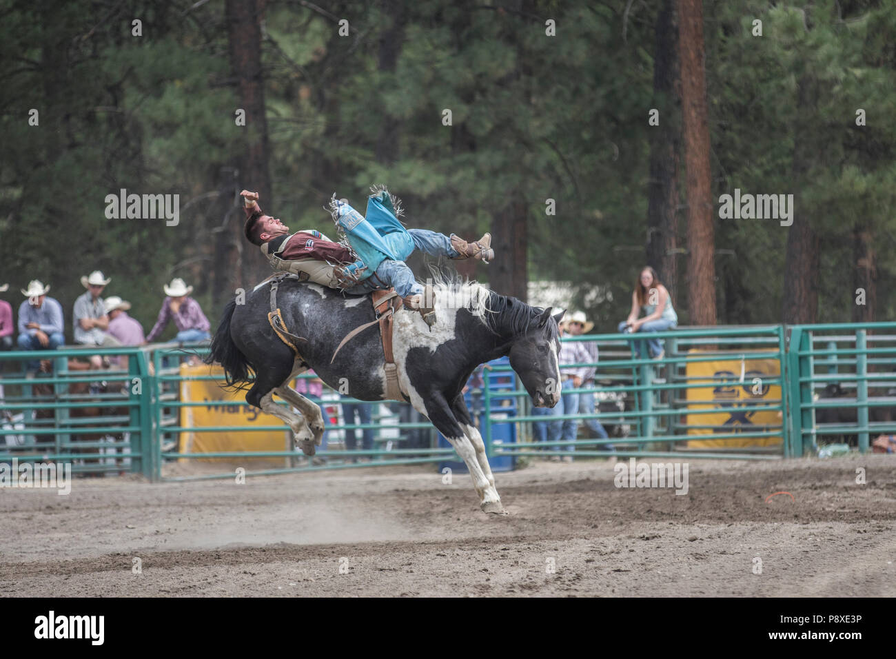 Rodeo-Bareback-Luke Creasy riding Candy Man Wild action on bucking ...
