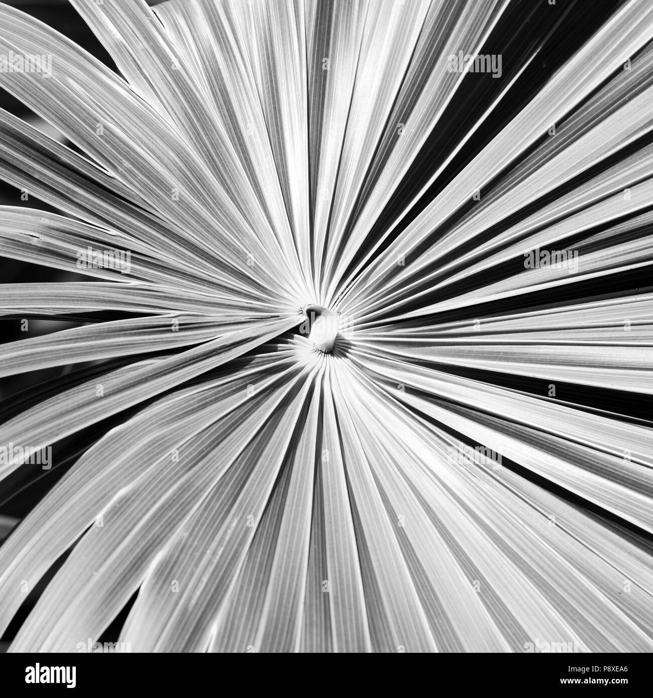 Leaves fan out forming a background in black and white Stock Photo - Alamy
