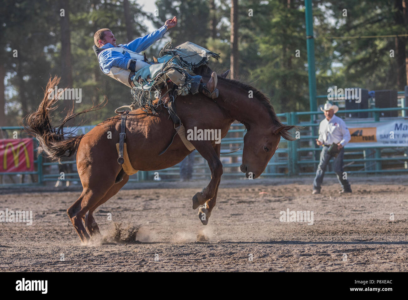 Rodeo-Bareback-Pascal Isabelle riding Tweety Bird. Wild action on ...
