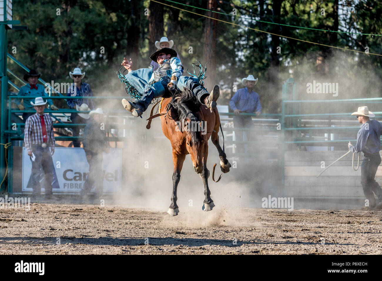 Rodeo-Bareback-Trenton Manning riding Deal Me In. Wild action on ...