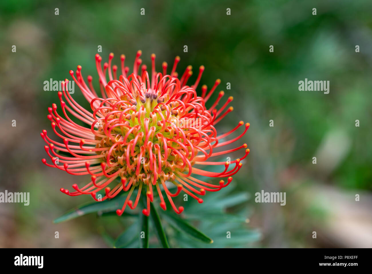 Fynbos protea hi-res stock photography and images - Alamy