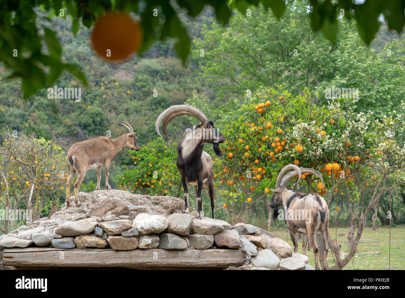 Goats horned and bearded standing on a rocky shelter in a Cretan orange ...