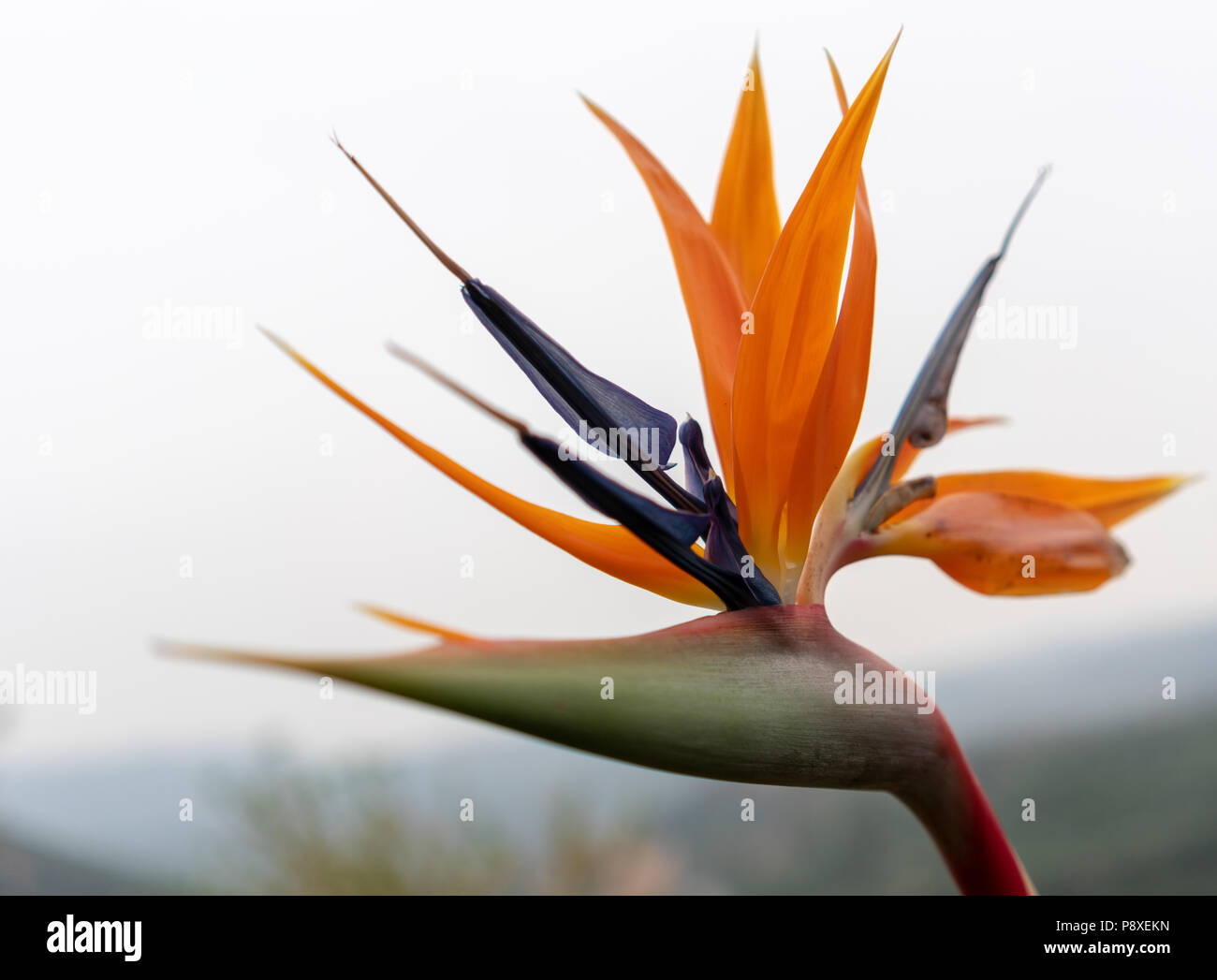 Bird of paradise flower, Strelitzia reginae, isolated against grey sky ...