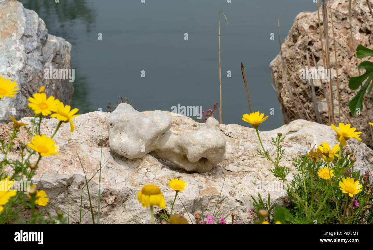 Rocky and watery still life with yellow daisies and shapely rock in ...