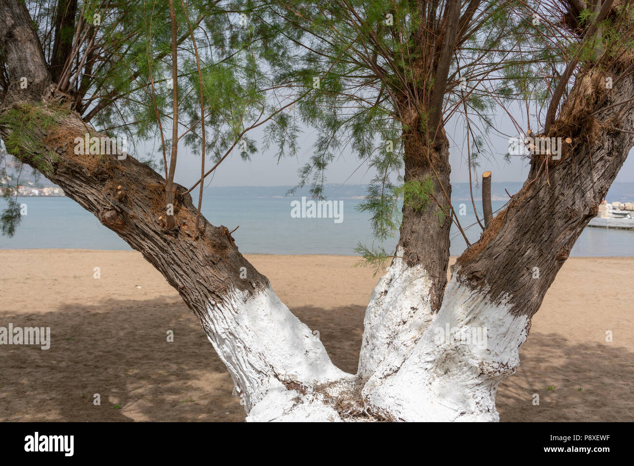 Whitewashed tree hi-res stock photography and images - Alamy