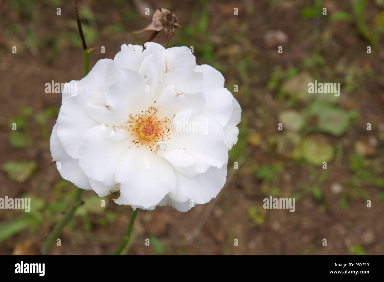 white semi double rose Stock Photo - Alamy