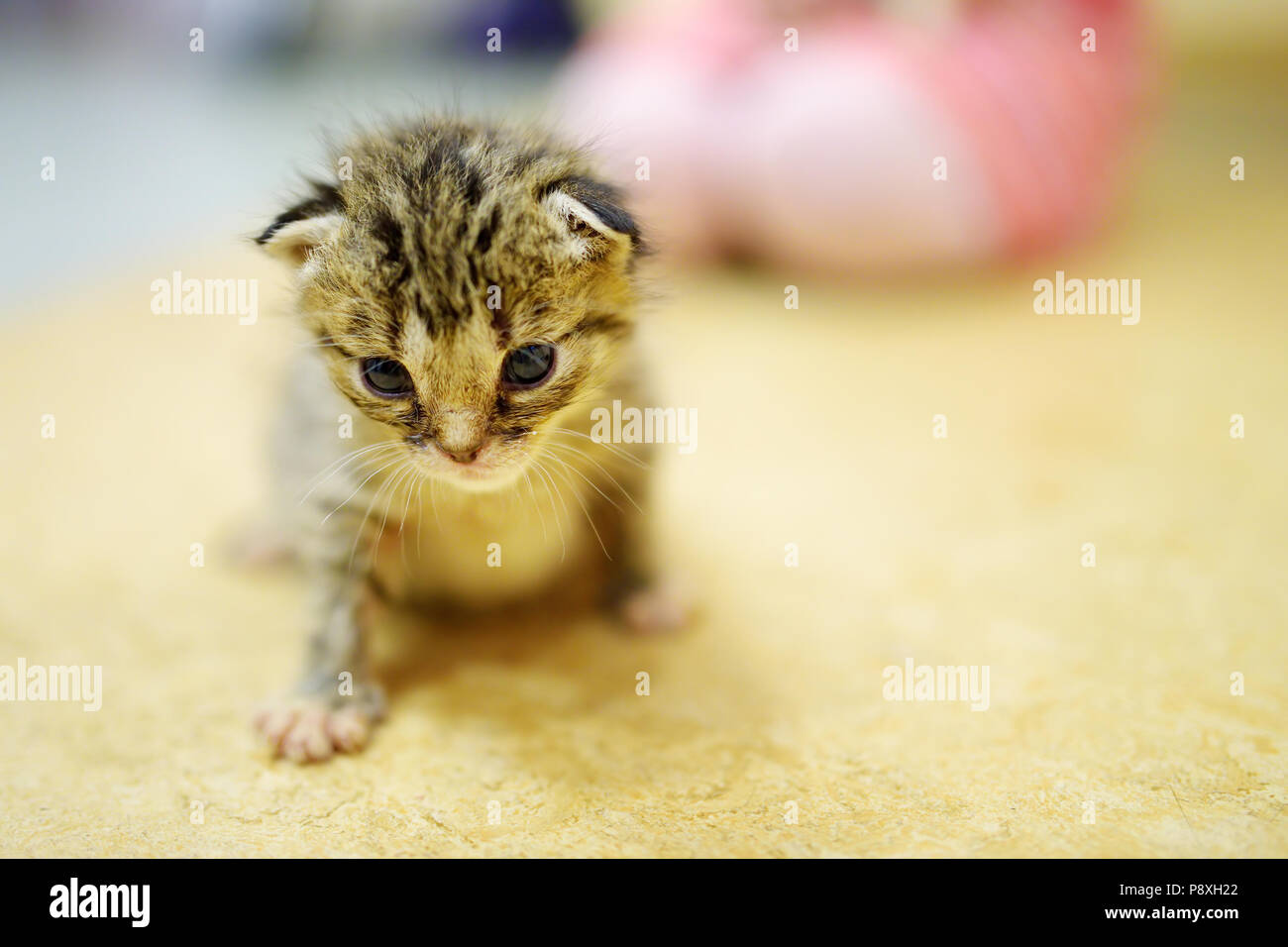 Cute little orphan kitten at home Stock Photo - Alamy