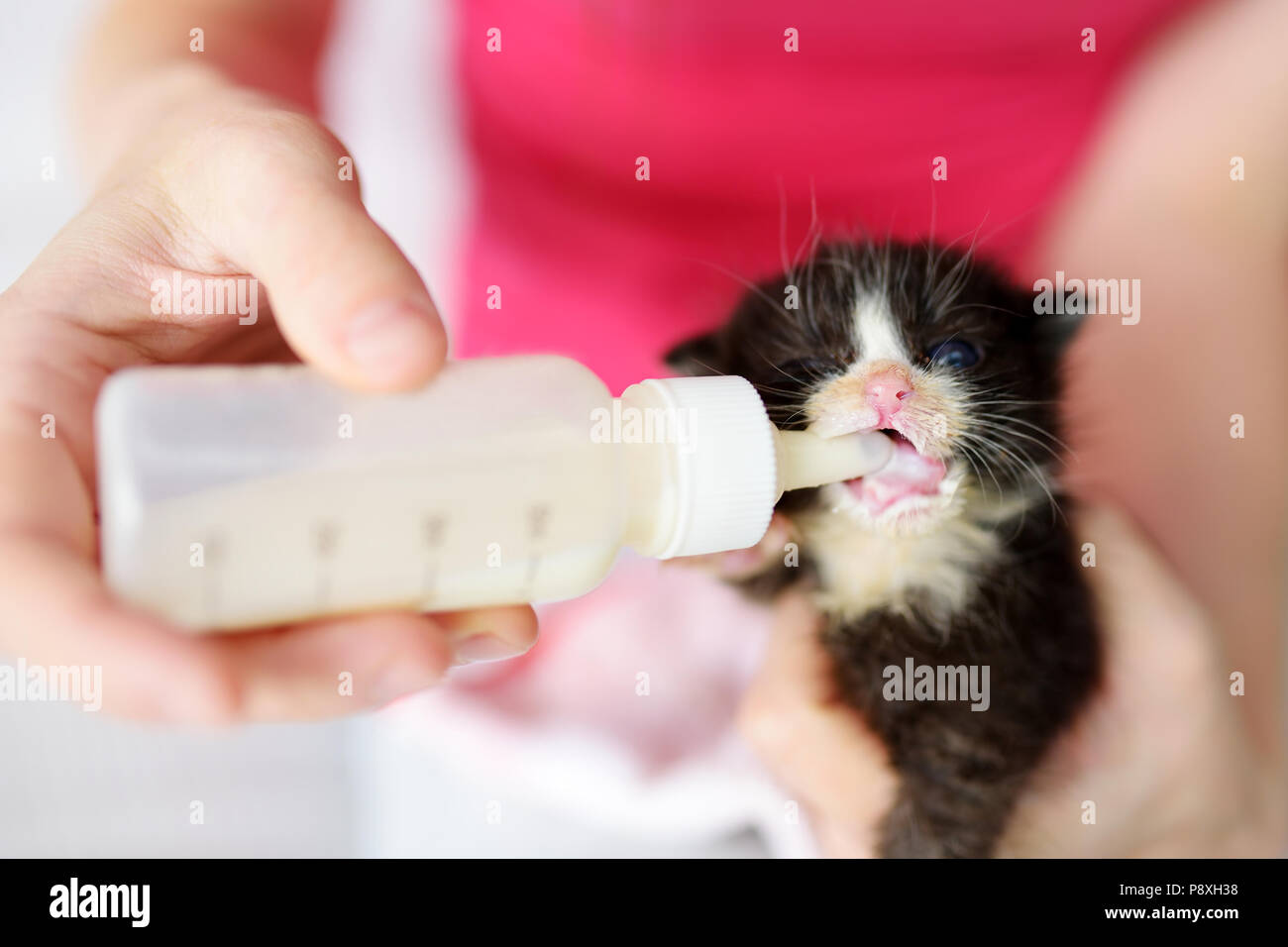 Kitten milk replacer hi-res stock photography and images - Alamy
