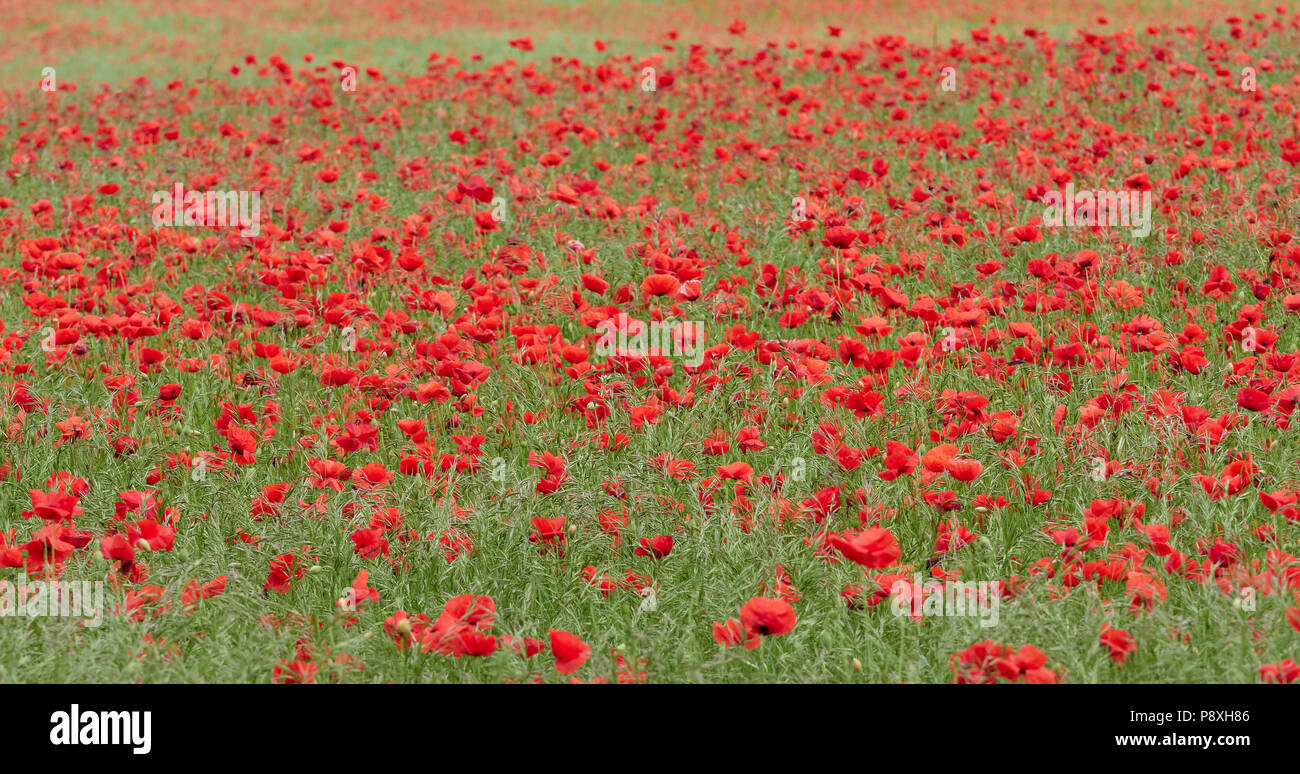 Poppy fields flanders hi-res stock photography and images - Alamy