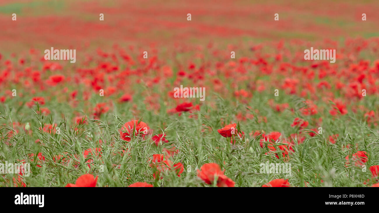 Uk poppy fields hi-res stock photography and images - Alamy