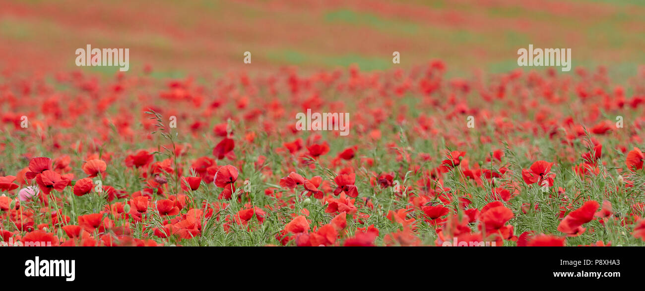 Flanders fields and poppies hi-res stock photography and images - Alamy
