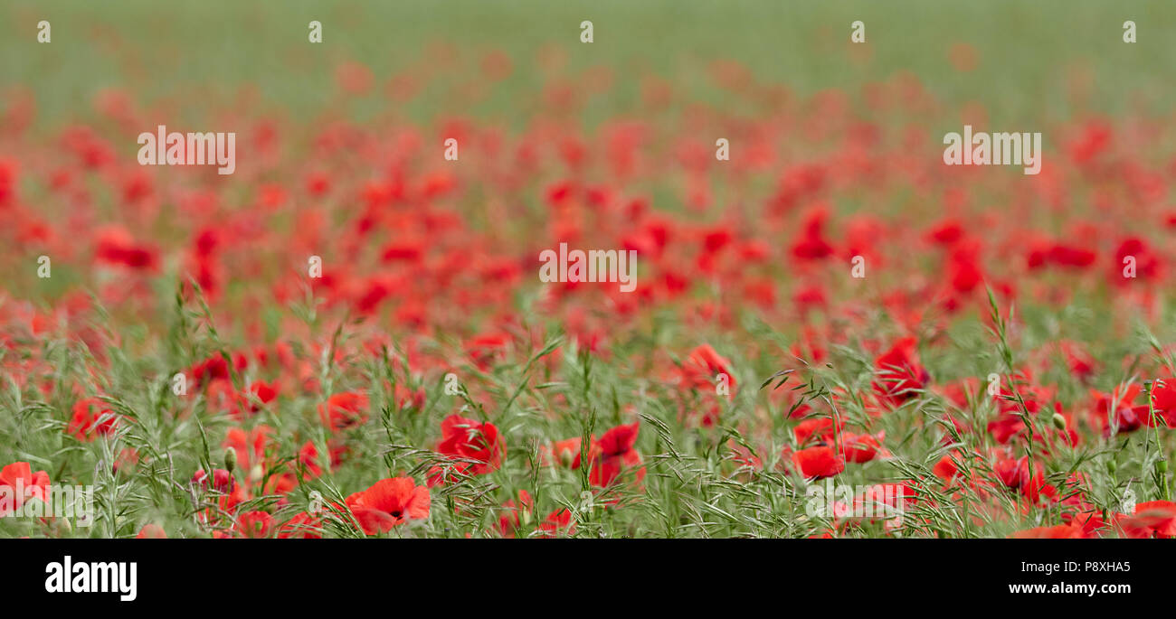 Poppy fields in Kent UK Stock Photo - Alamy