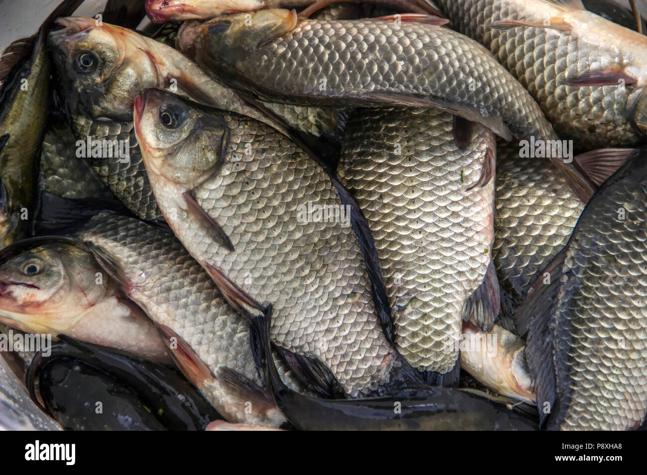 Vojvodina, Serbia - Freshwater fish captured in the River Bega (Begej ...