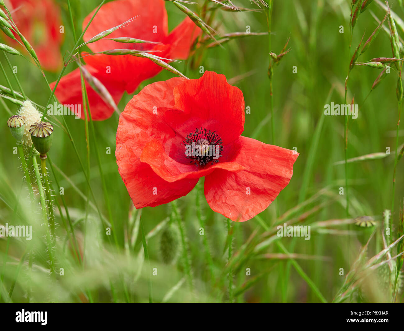 Poppy fields hi-res stock photography and images - Alamy