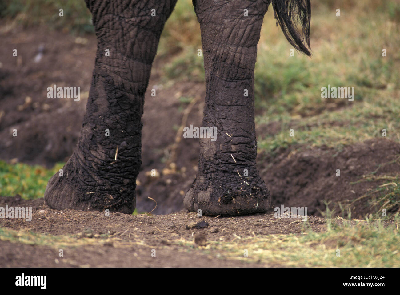 Feetaerial hi-res stock photography and images - Alamy