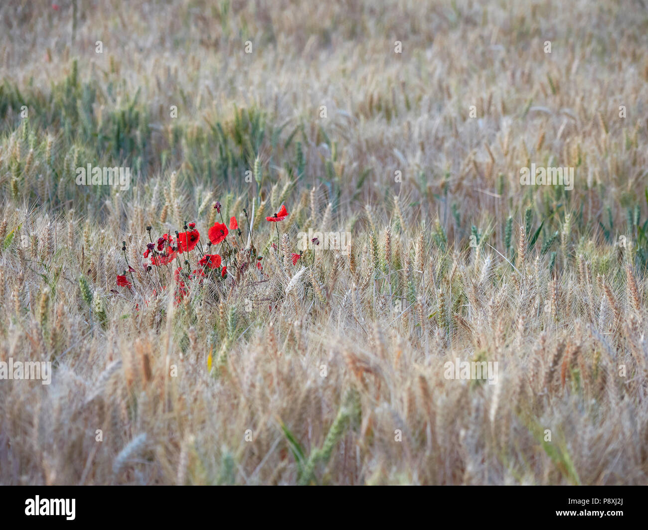 In flanders field hi-res stock photography and images - Alamy
