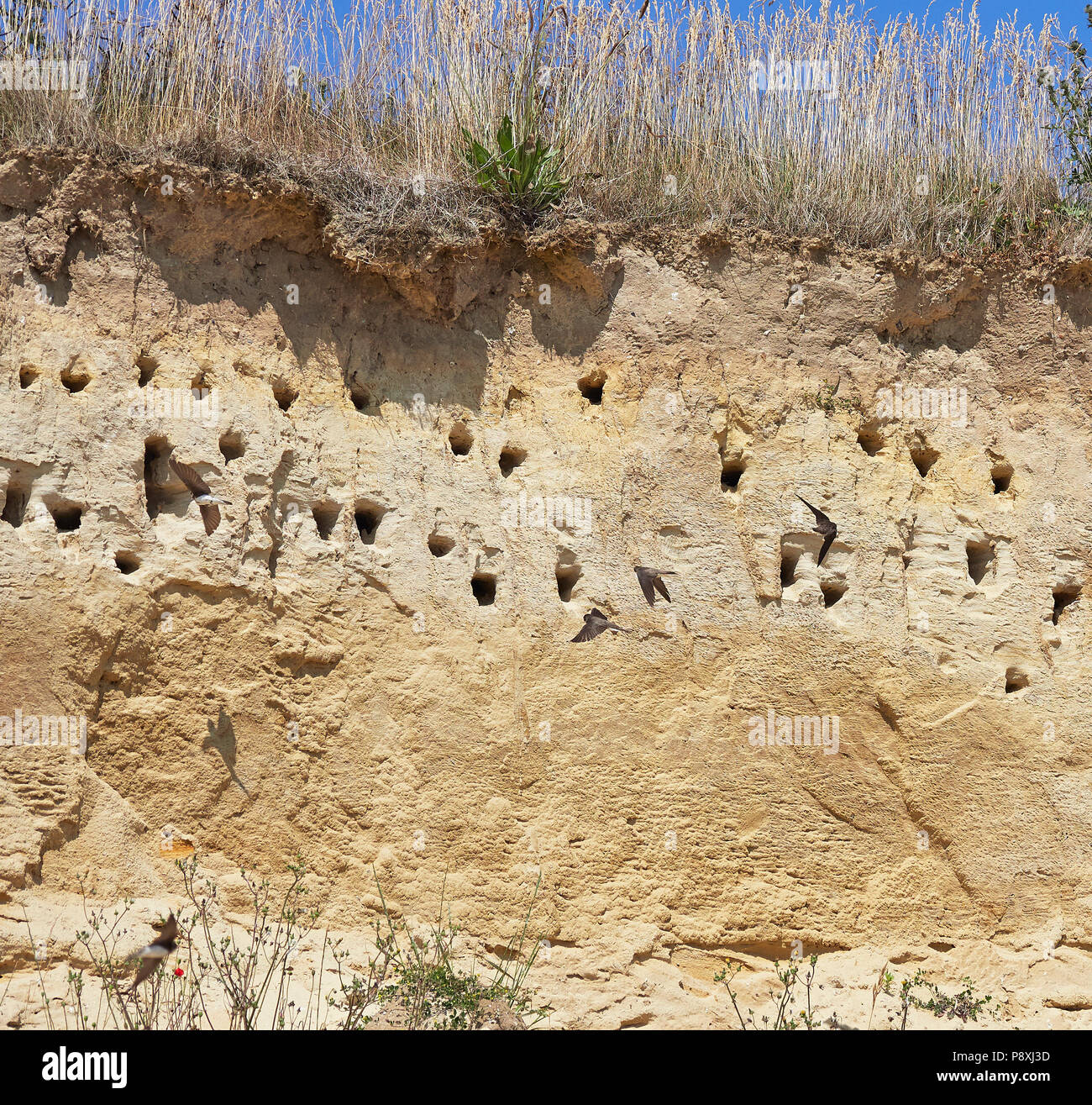 Covehithe beach and Sand martins and their nests Suffolk Stock Photo ...