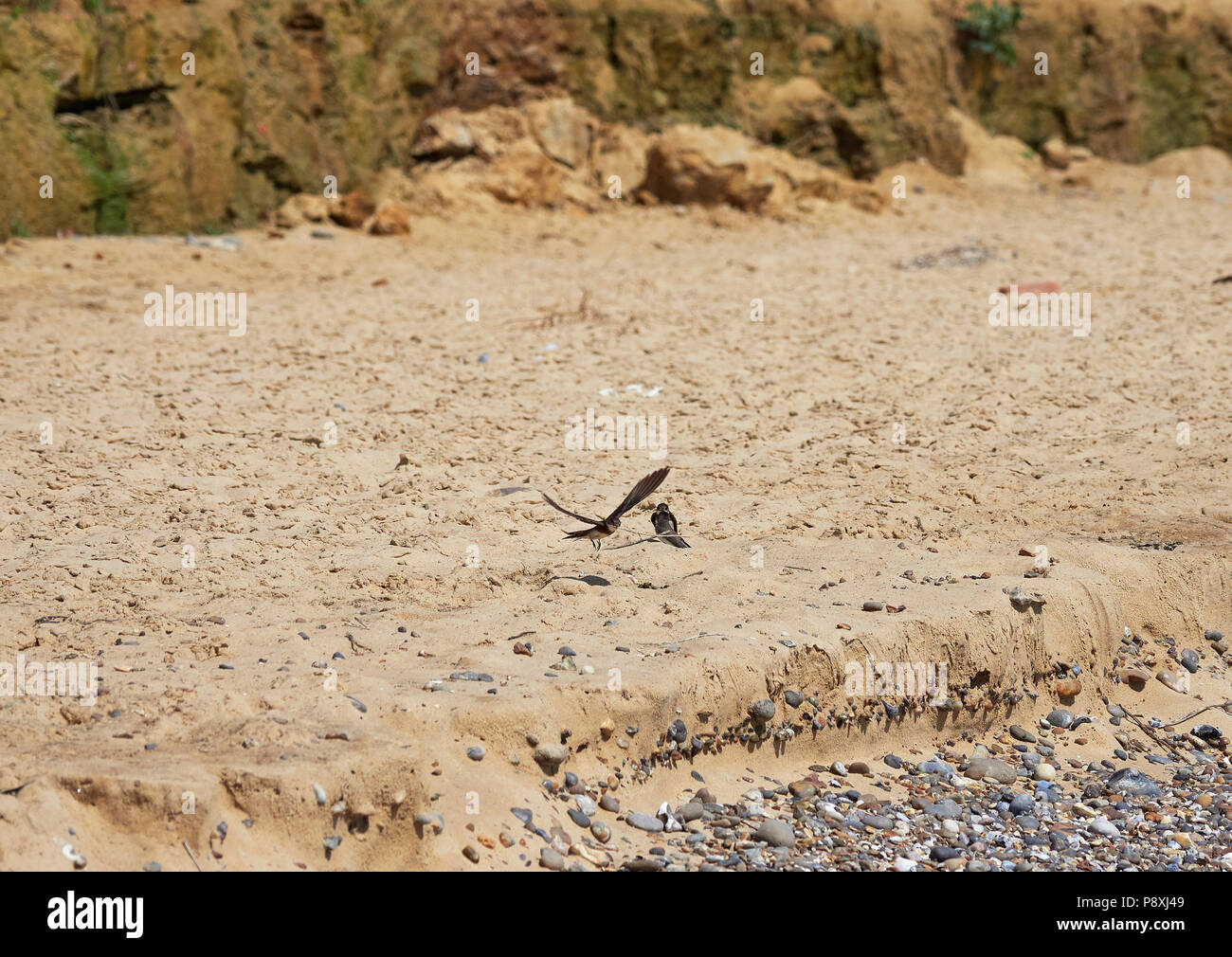 Covehithe beach and Sand martins Riparia riparia Suffolk Stock Photo ...