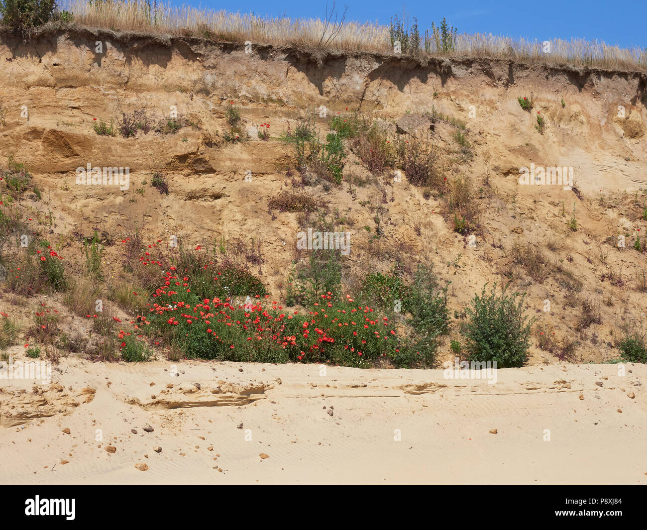 Covehithe beach and the coastal erosion caused by the North sea Suffolk ...