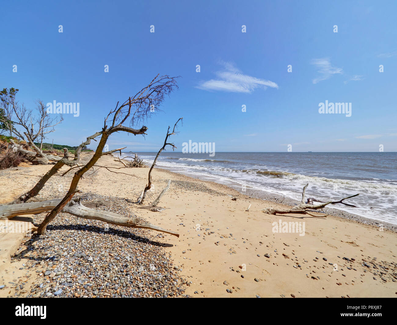Covehithe beach dead trees and the coastal erosion caused by the North ...