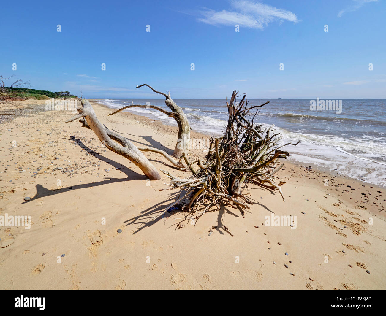 Beach with dead trees hi-res stock photography and images - Alamy